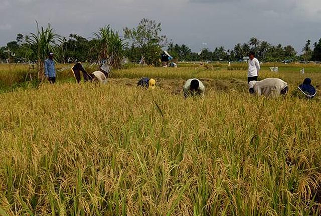 SPI Padang Lawas Lestarikan Budaya Marsialapari - Serikat Petani Indonesia